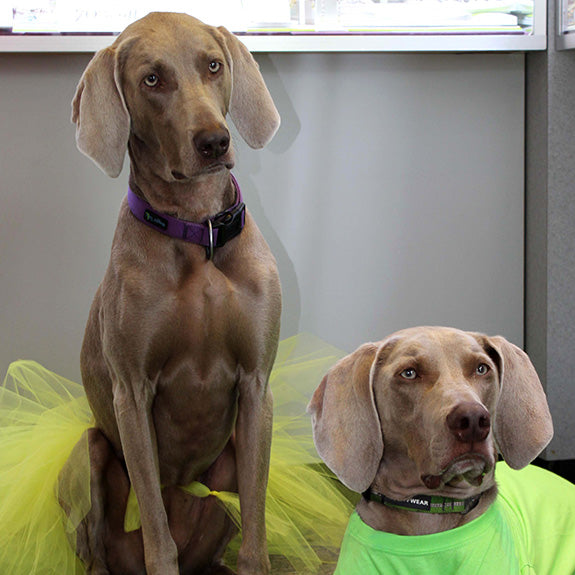 Weimaraner In Clothes